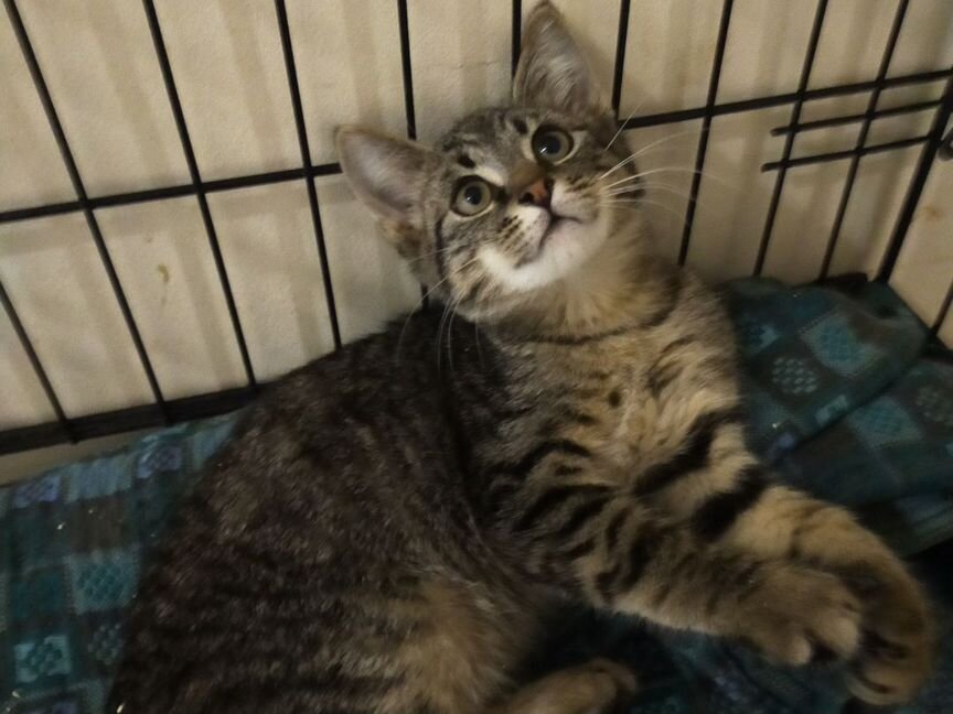Котенок ищет дом