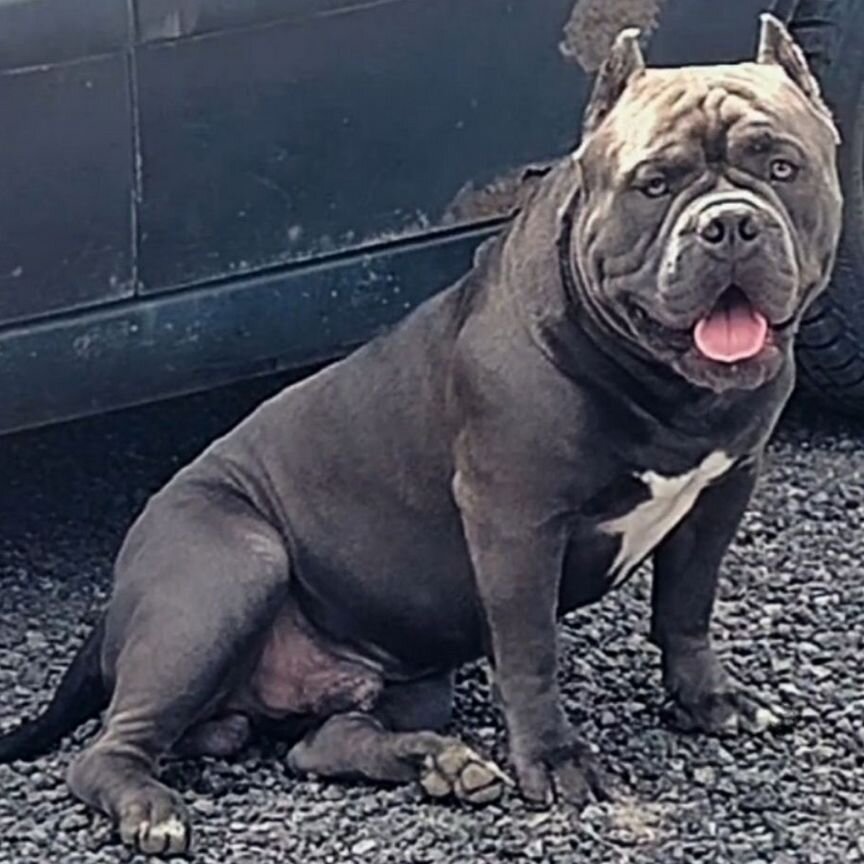 Американский булли, взрослый пёс