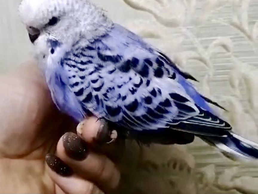 Выставочный волнистый попугай ввп Чех