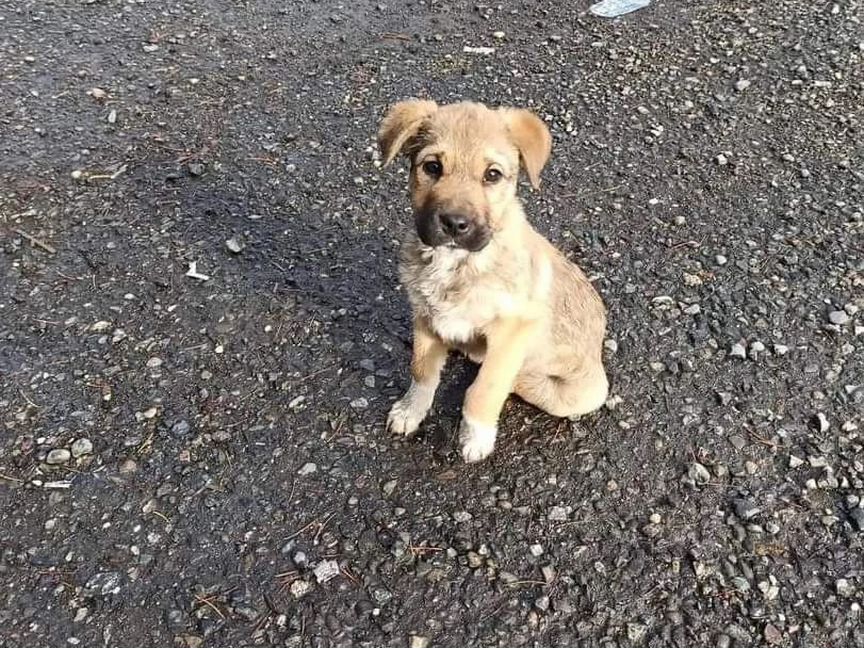 Щенок в добрые руки бесплатно