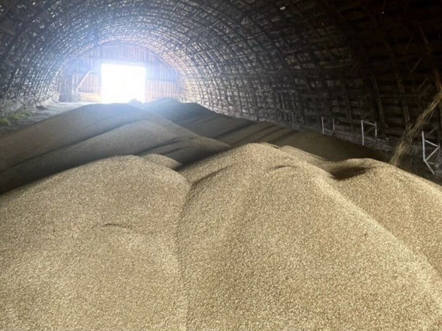 Зерно ячмень