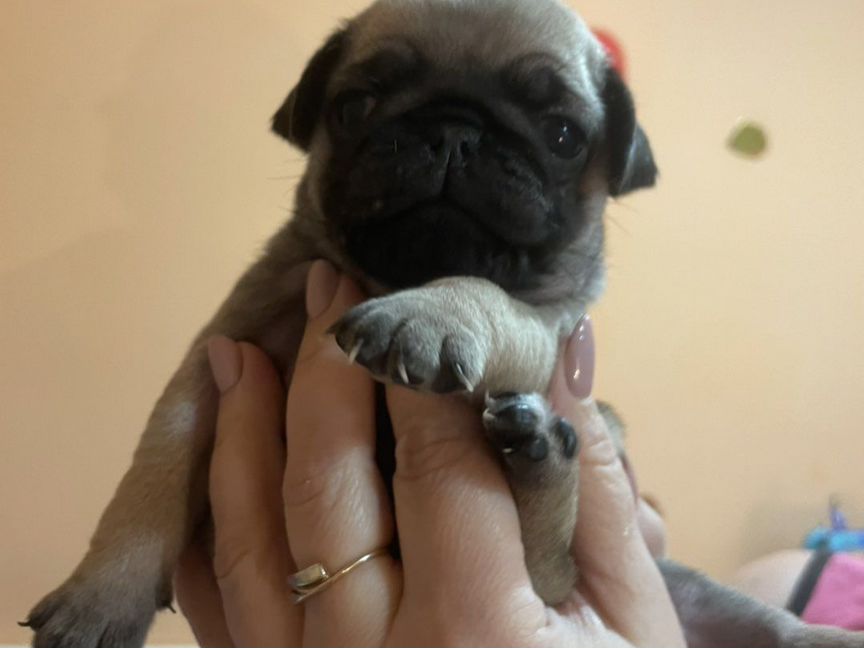 Щенки мопса