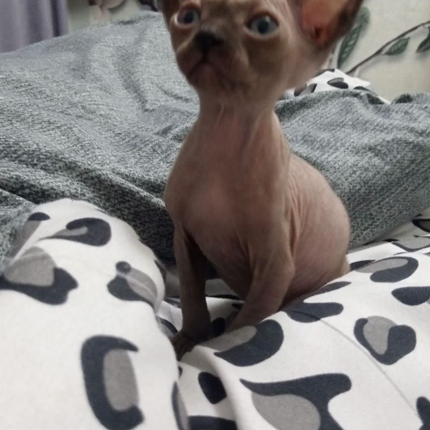 Котята сфинкс