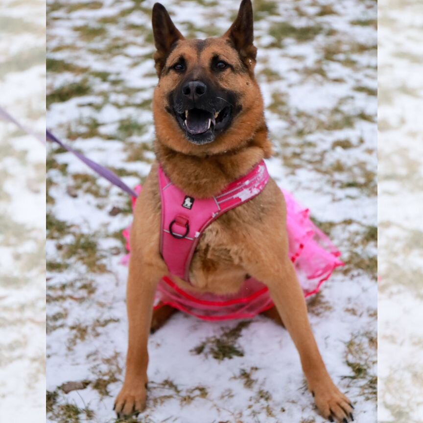 Взрослая собака в добрые руки