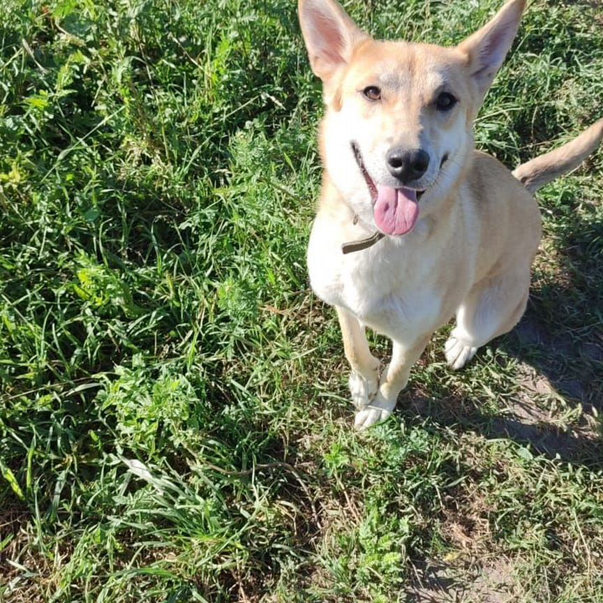 В добрые руки, собака