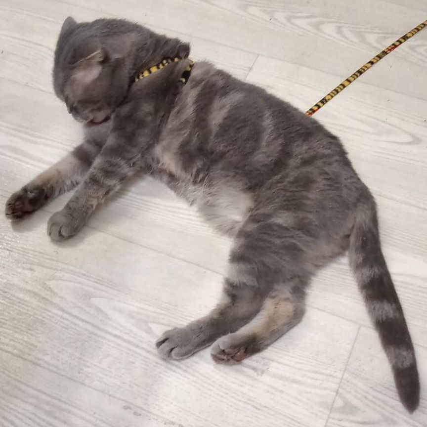 Британский короткошёрстный, взрослый кот