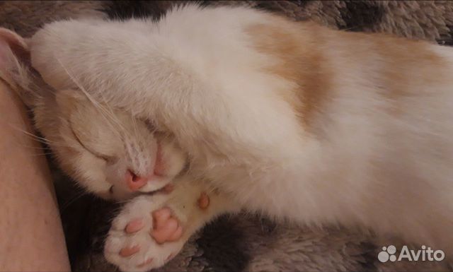 Котята в добрые руки бесплатно