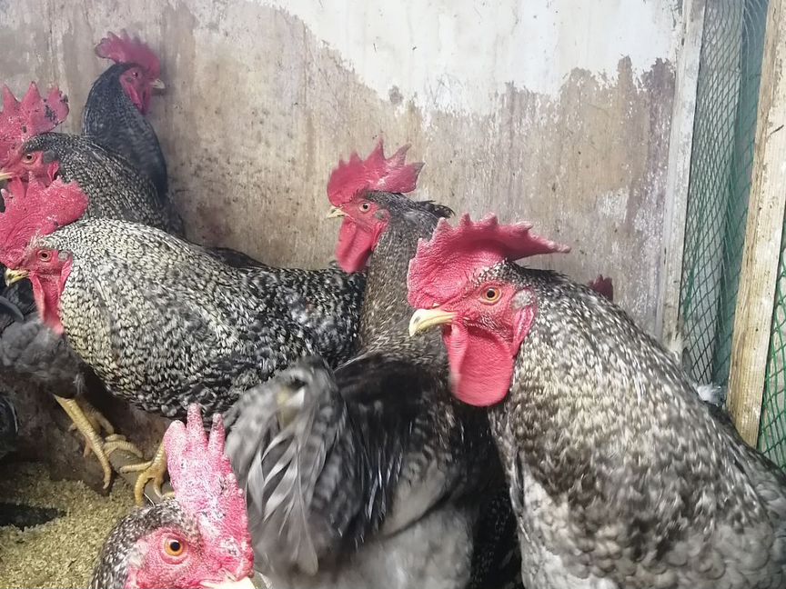 Молодые петухи