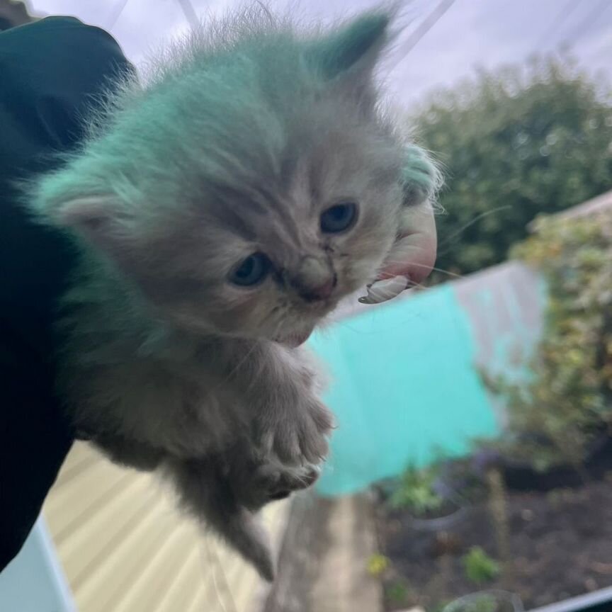 Отдам котенка в добрые руки