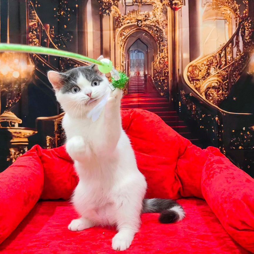 Шотландский прямоухий короткошёрстный котёнок