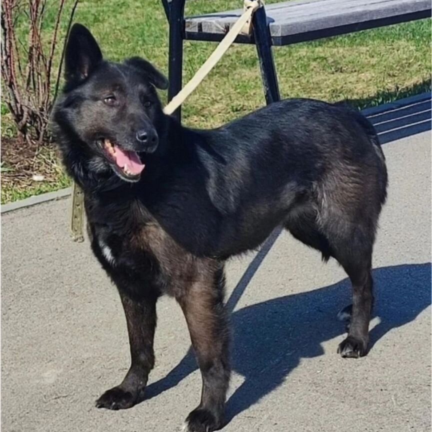 Взрослая собака в добрые руки