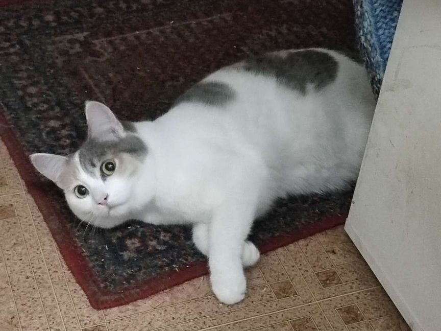 Кошечка Сисиль ищет дом