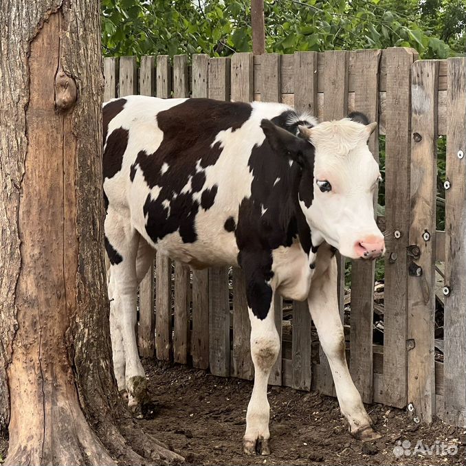 Телята Телки