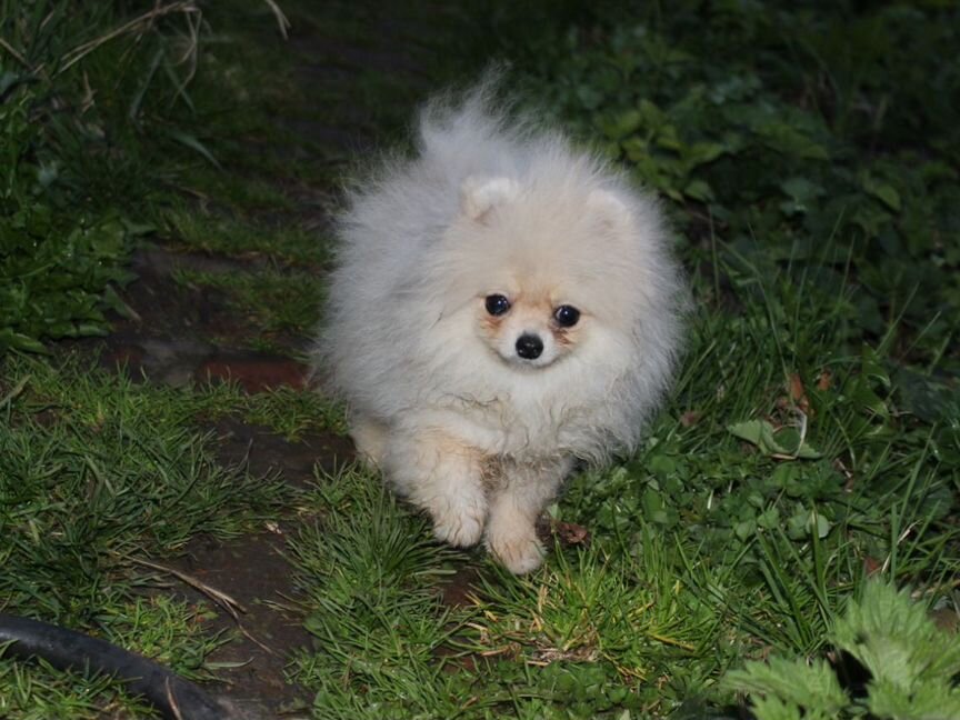 Малыш померанец