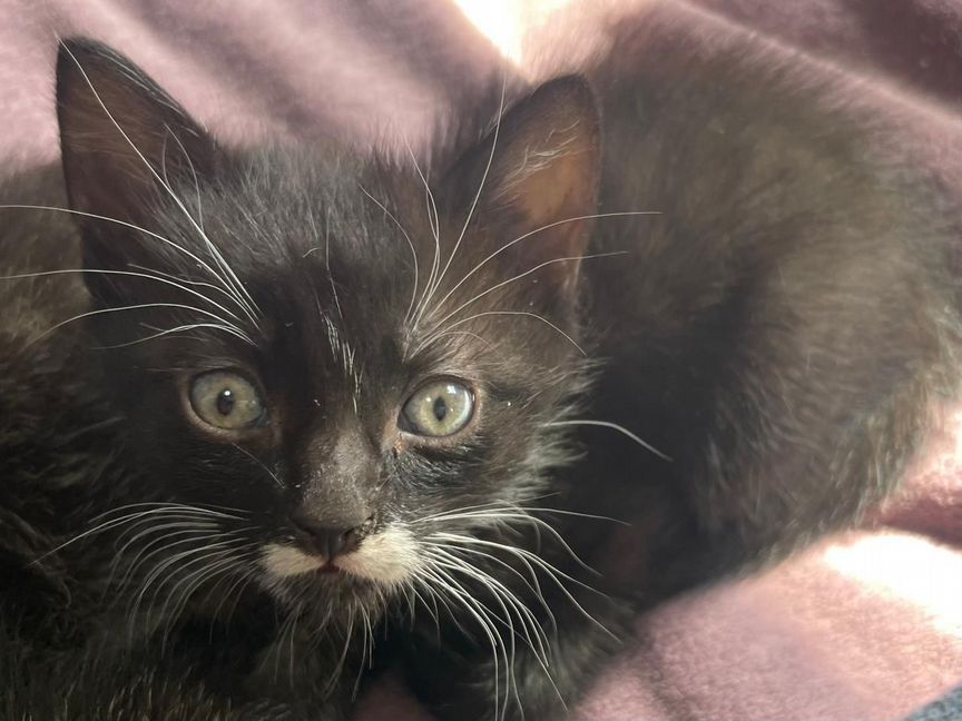 В хорошие руки