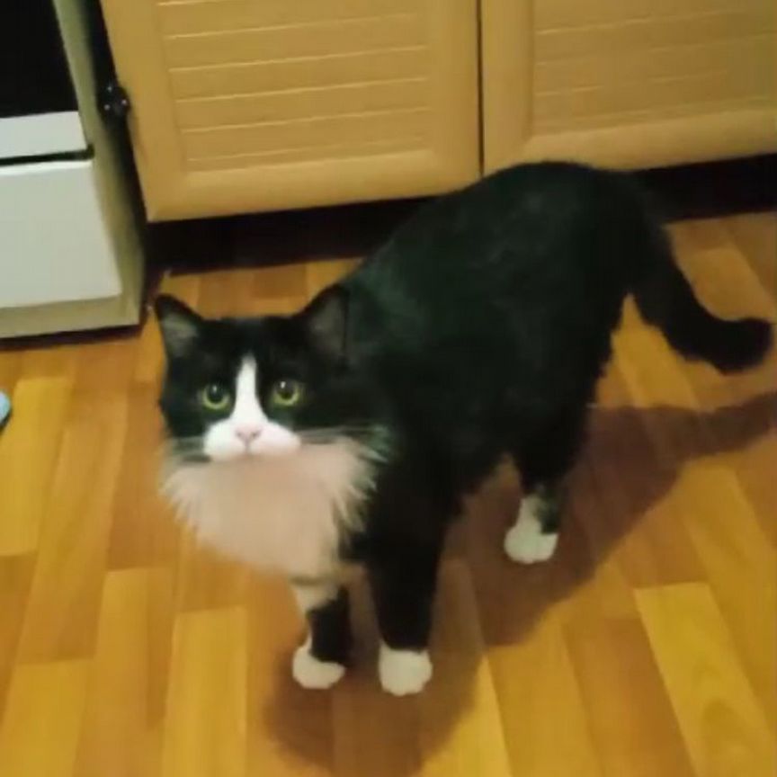 Славный котейка в дар