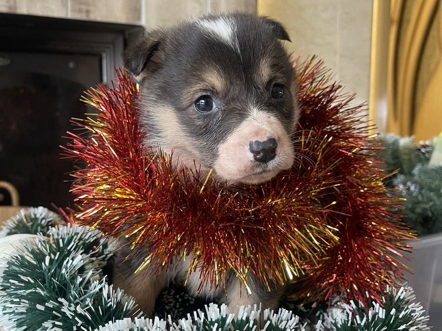 Щенок ласковый