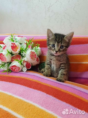 Котёнок мальчик миниатюрный