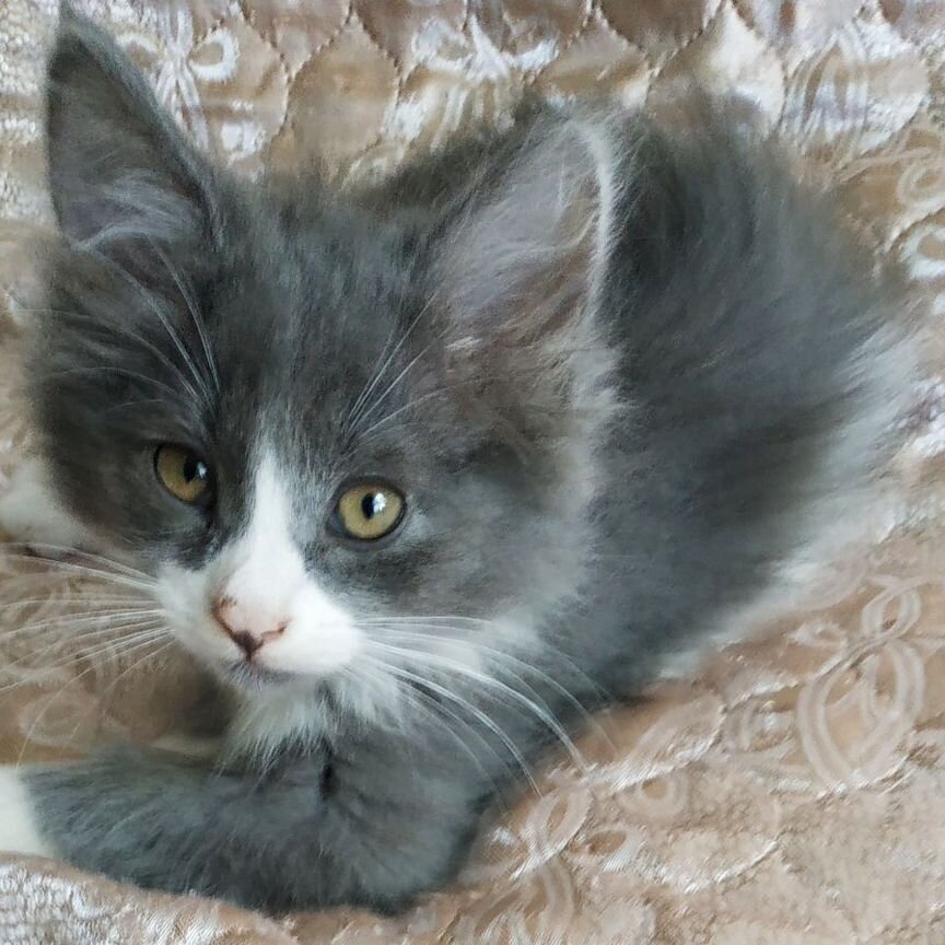Пушистик котенок