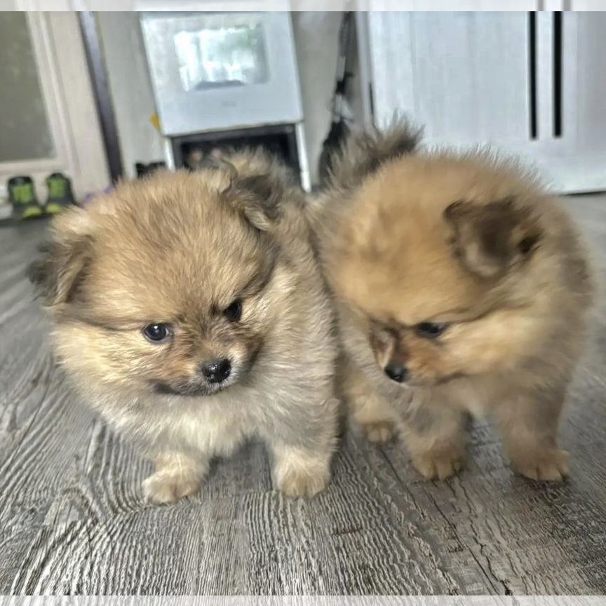 Померанский шпиц, щенок