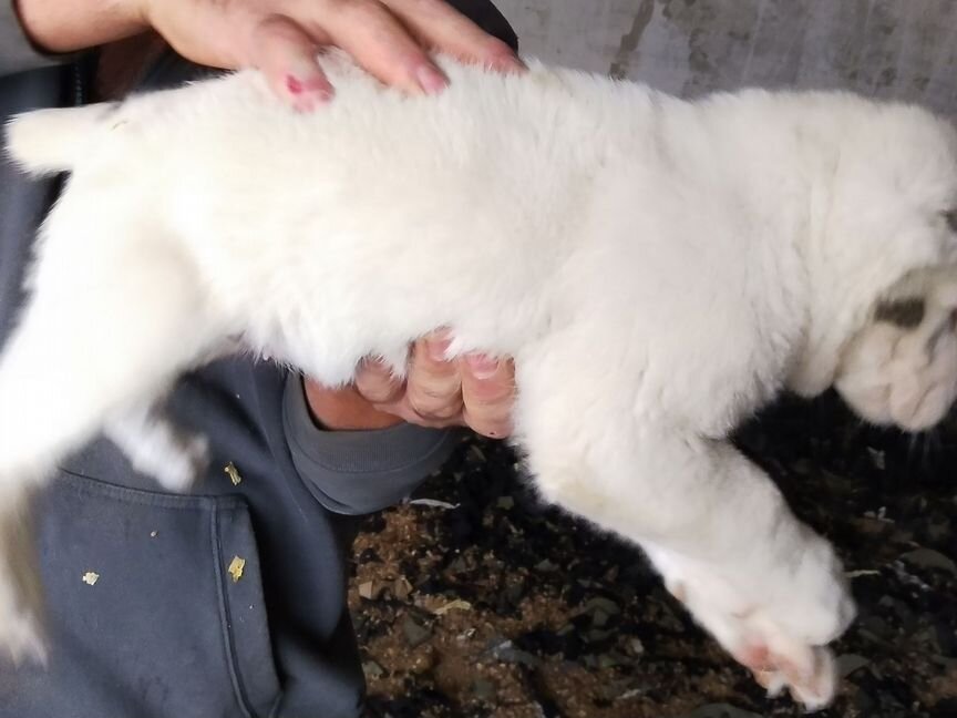 Щенки алабая сао