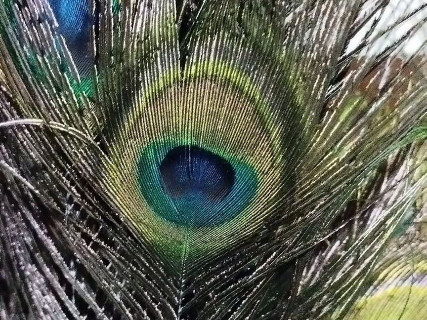 Павлиньи перья