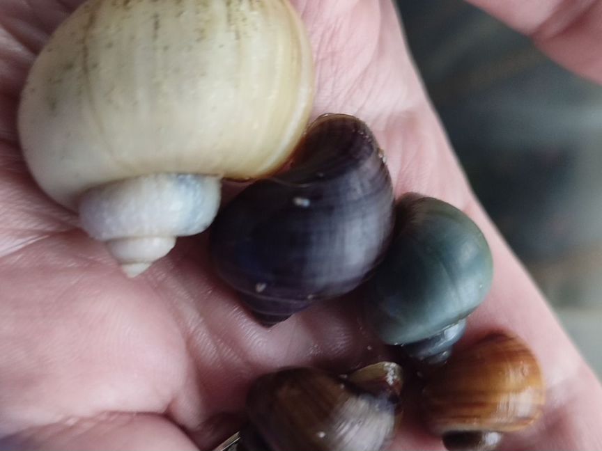 Крупные Улитки Ампулярии