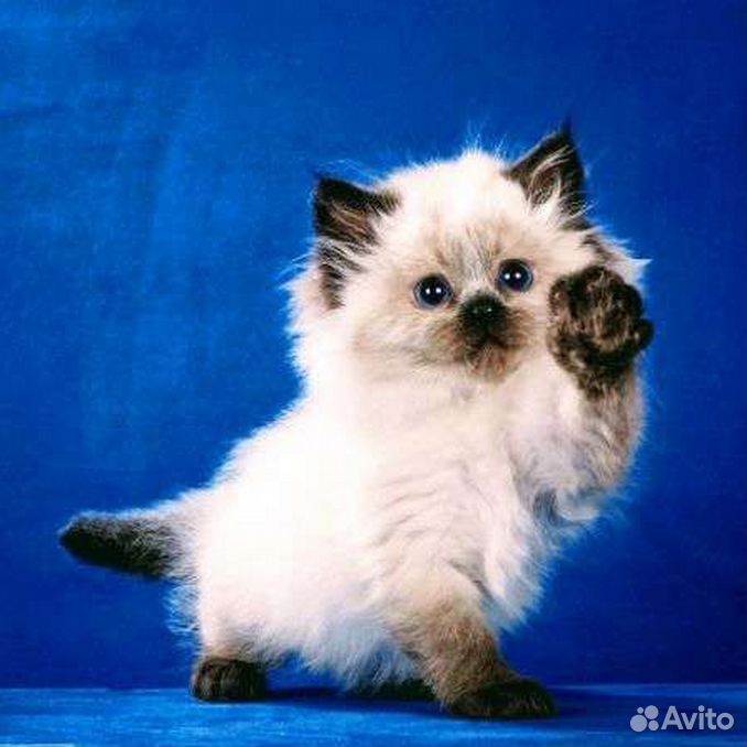 Шикарный Невский Котик