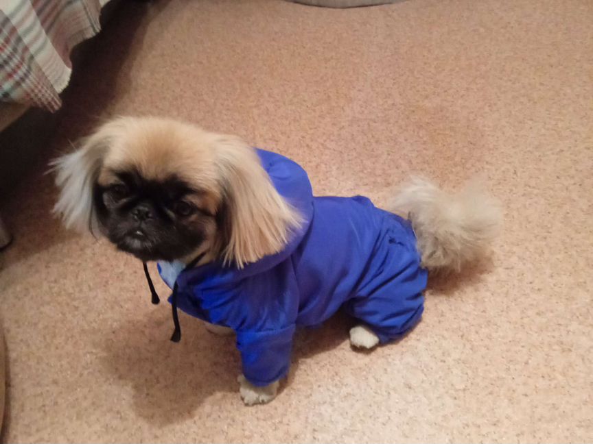 Комбинезон для собаки