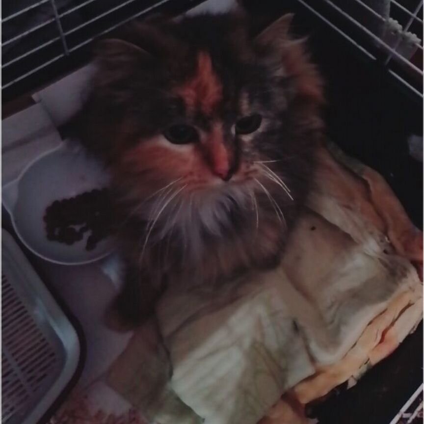 Кошка прошла ужас на улице, ищет дом