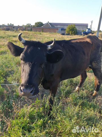 Корова дойная