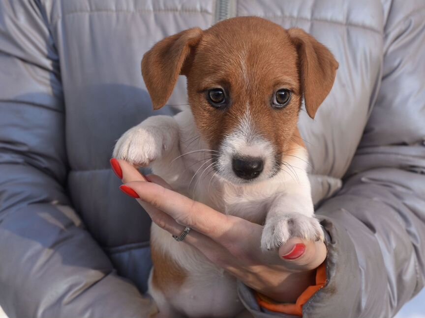 Джек Рассел терьер девочка