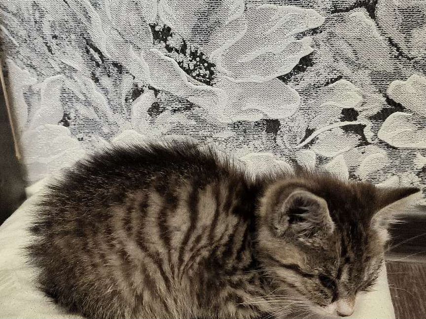 Кошка в дар бесплатно
