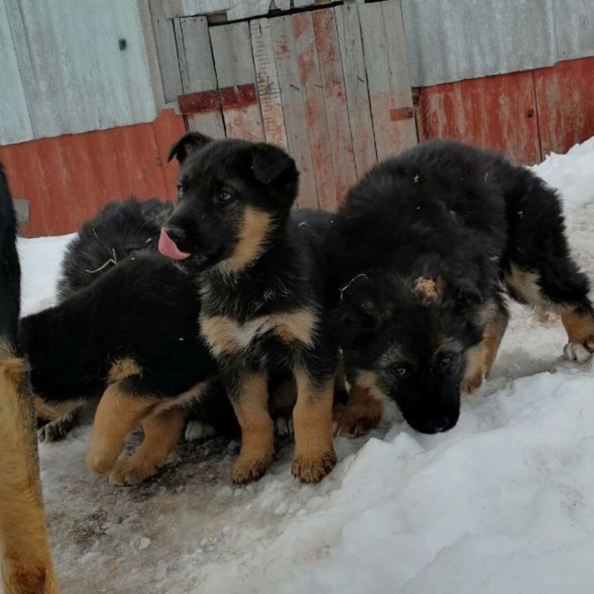 Щенки 2-3 месяца.Дворняжка помесь с немцом