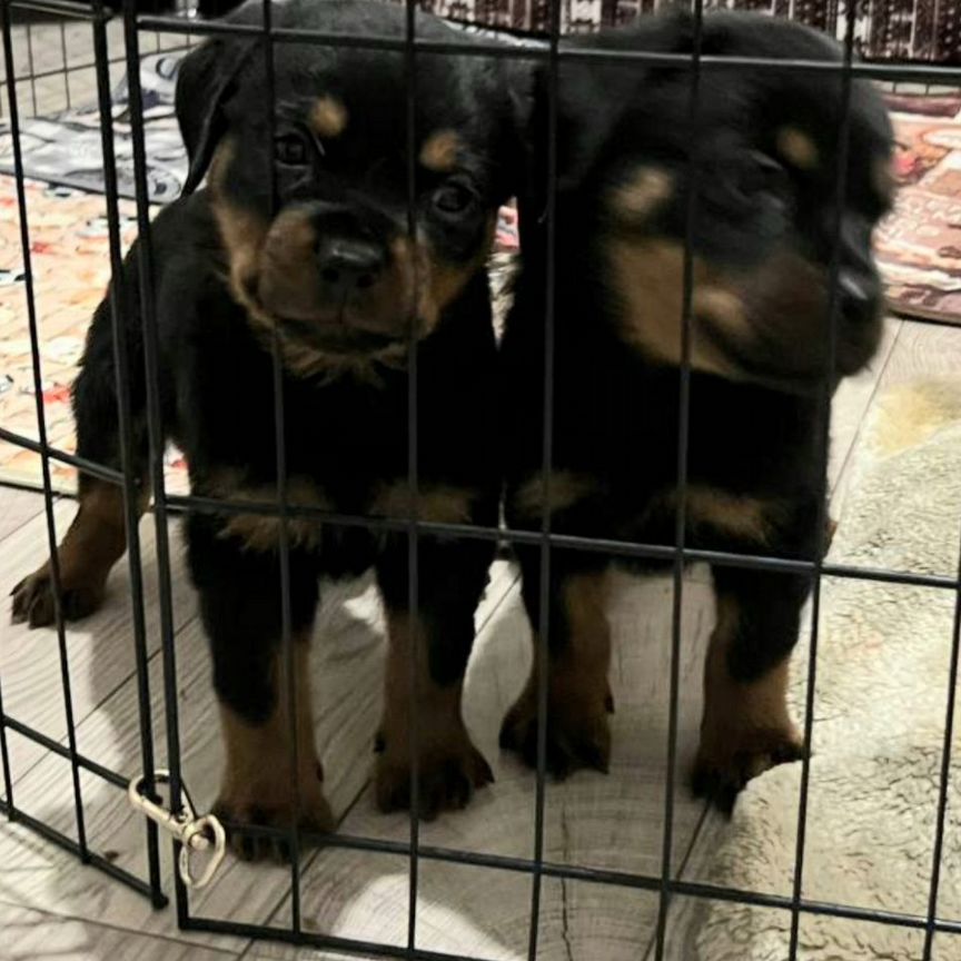 Ротвейлер, щенок