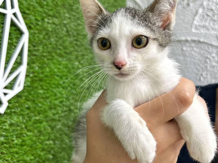 Котенок ищет дом