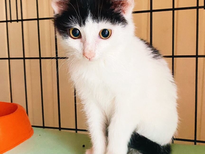 Скромный маленький малыш котёнок мальчик 3,5 м