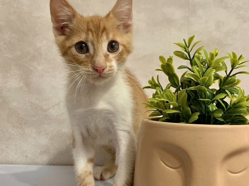 Котенок