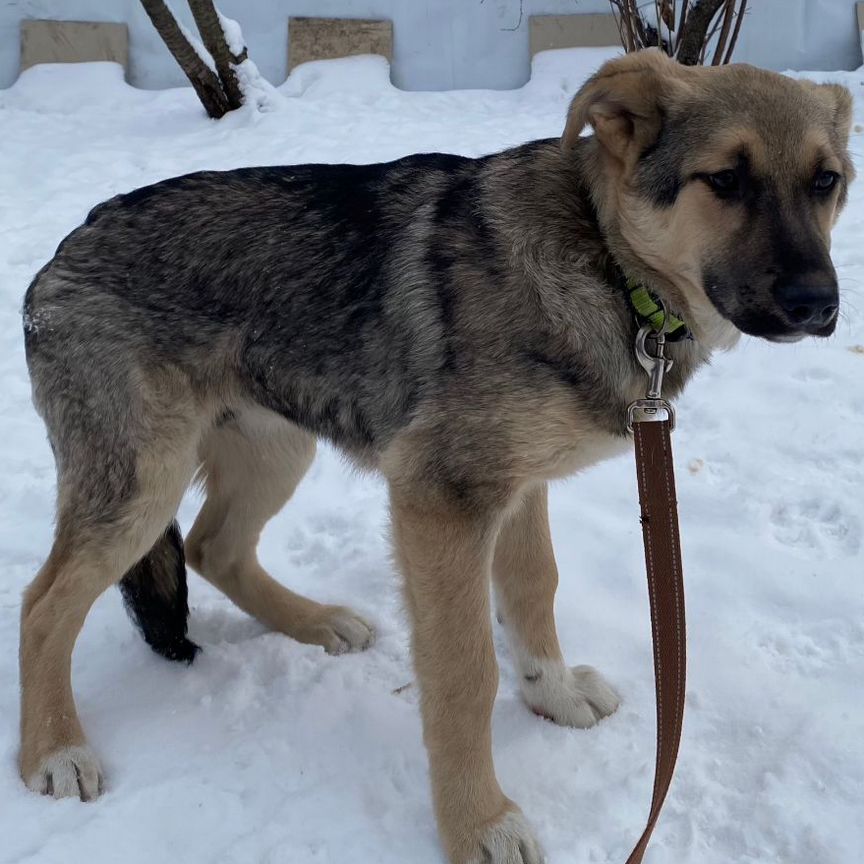 Щенок в добрые руки