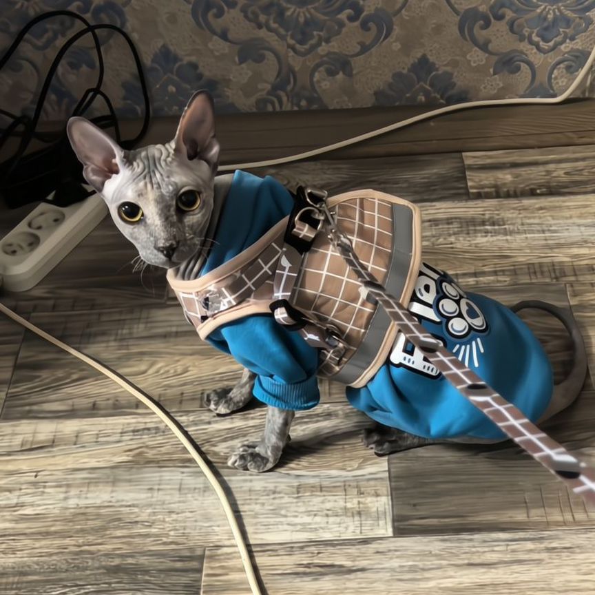 Донской сфинкс, взрослая кошка