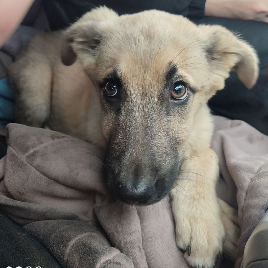 Щенок в добрые руки