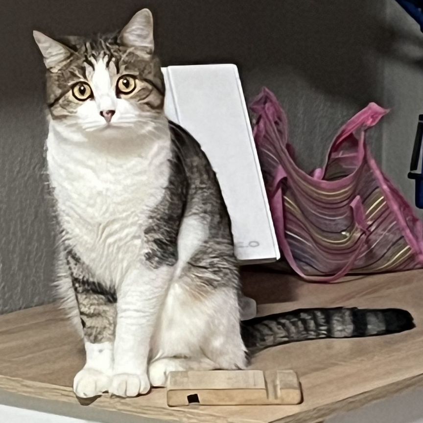 Взрослый кот в добрые руки