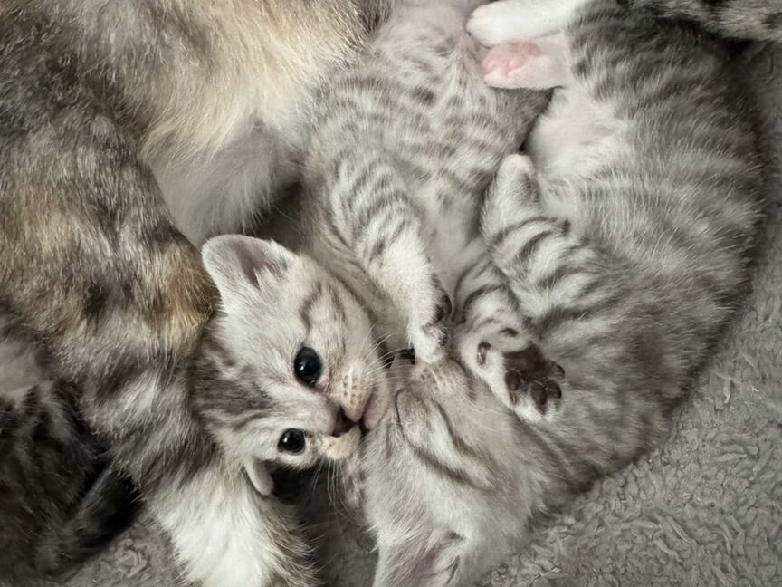 Вислоухие котята