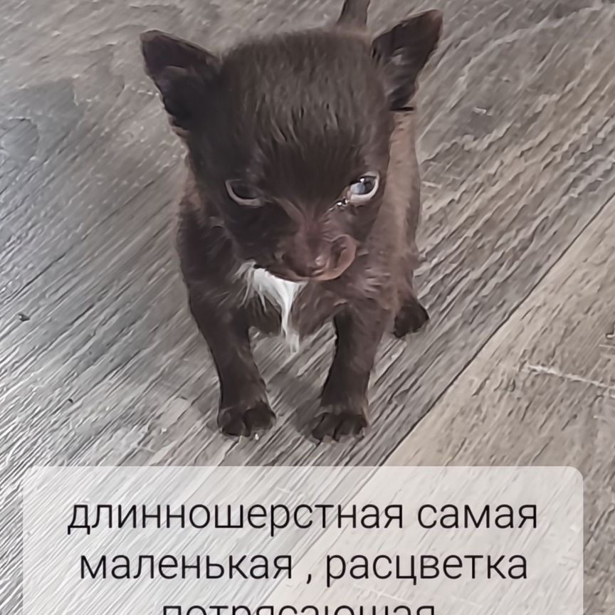 Русский той-терьер, щенок