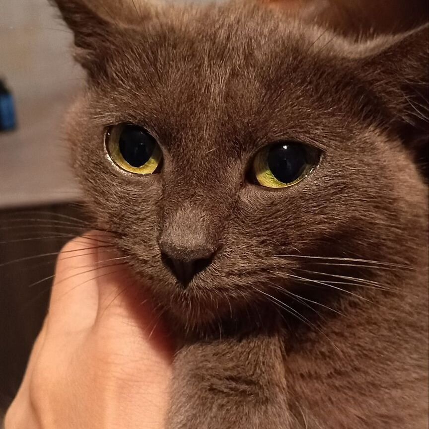 Ласковый котёнок