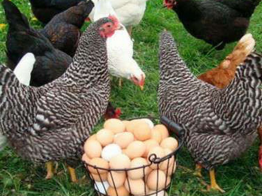 Продажа кур молодок