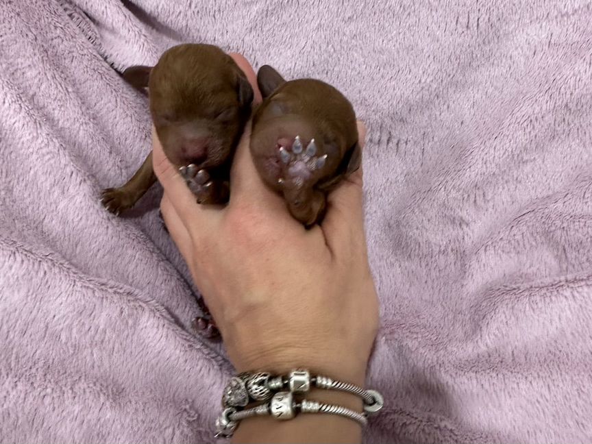 Бронь щенков той пуделя