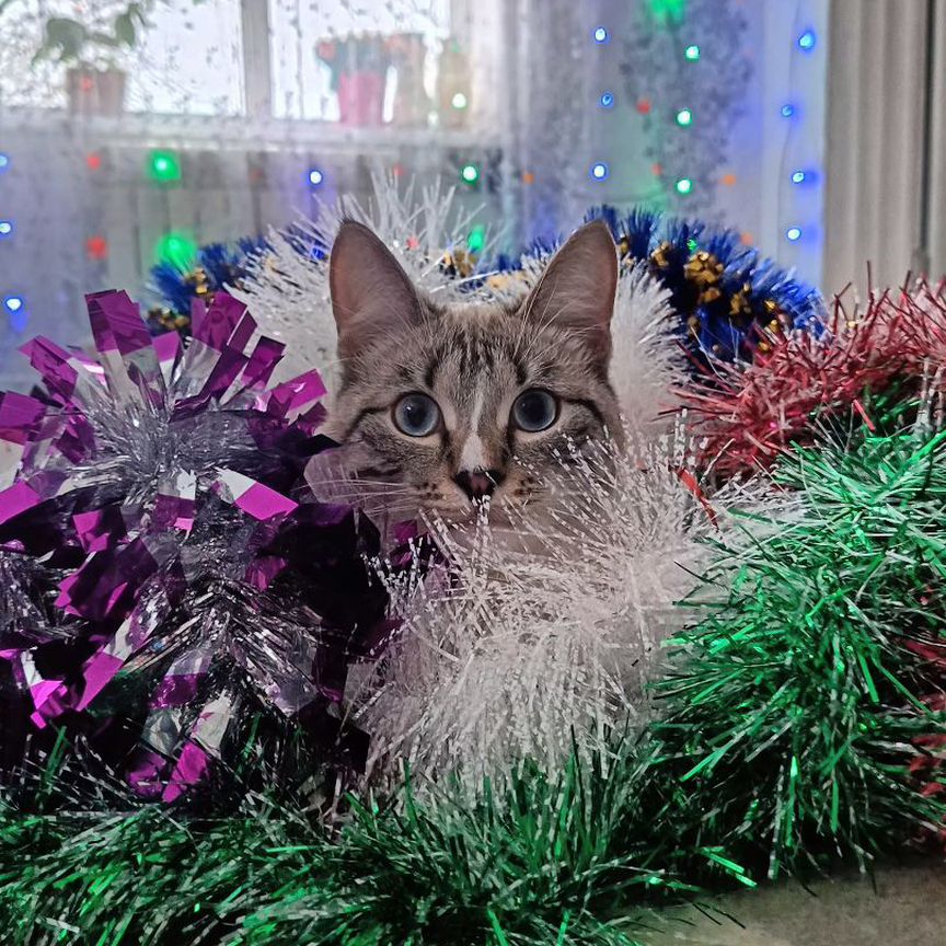 Тайский кот