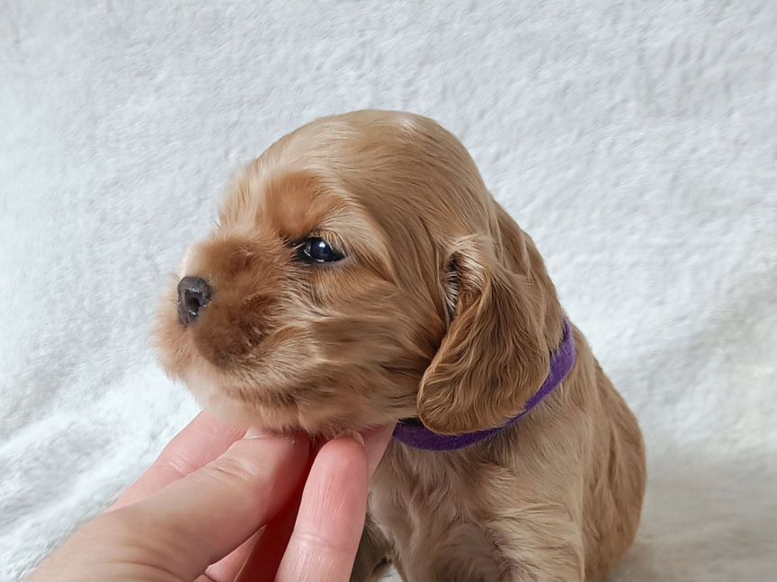 Палевые мальчики РКФ