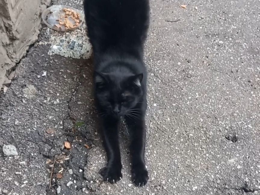 Молодой котик мечтает стать домашним